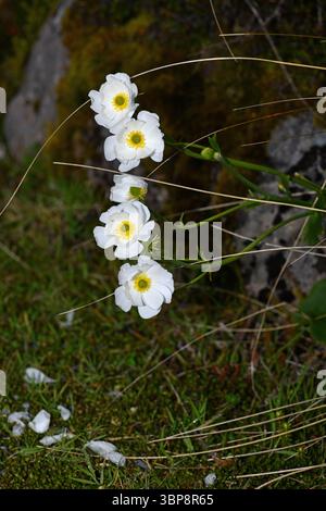 Ranunculus lyallii, also known as Mount Cook Lily, is a flower species ...