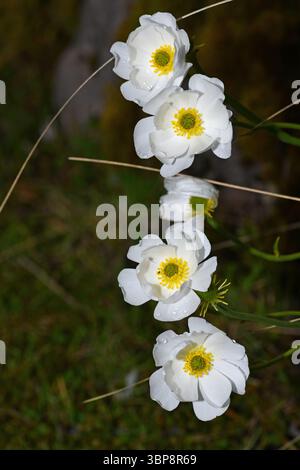 Mount Cook lily (Ranunculus lyallii), Plantae, 9679, New Zealand Stock ...
