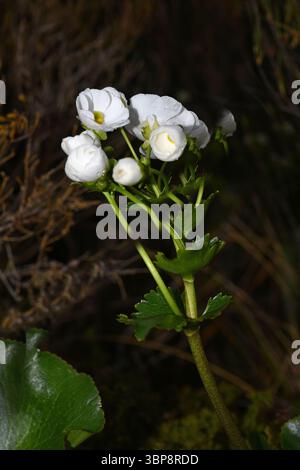 Ranunculus lyallii, also known as Mount Cook Lily, is a flower species ...