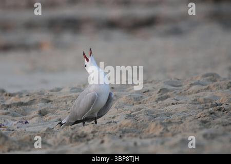Audouin's gull on the beach of Punta Prima on Menorca Stock Photo - Alamy