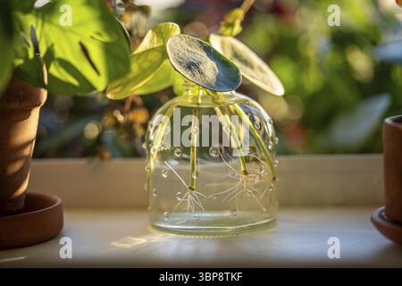 Water propagating of sprout Pilea peperomioides cuttings with roots in ...