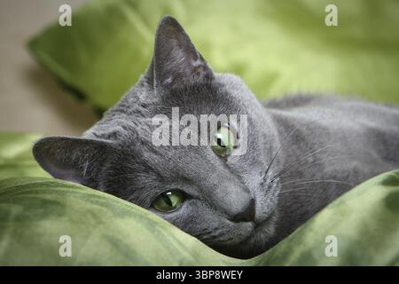 Russian blue tomcat looks dreamy Stock Photo - Alamy