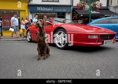 A dog posing photo in front of a Christmas tree at the shopping mall on ...