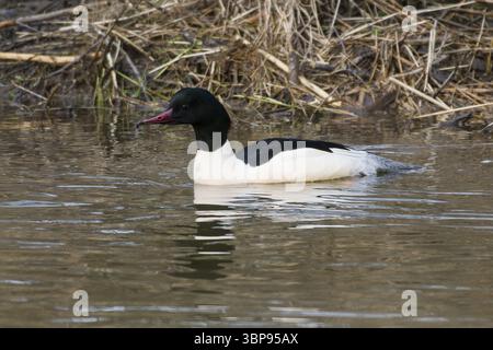 Common Merganser in winter. Common Merganser in winter in Upper Lusatia ...