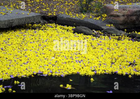 Yellow and purple flowers floating in yellow water Stock Photo - Alamy
