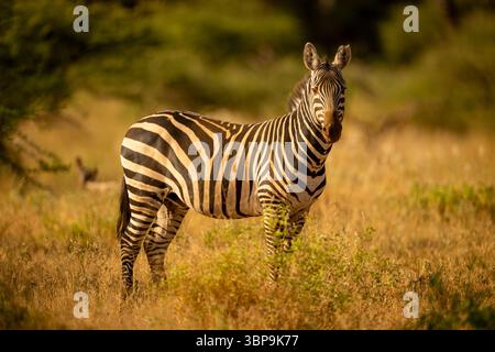 A plains zebra in the field at the golden hour Stock Photo - Alamy