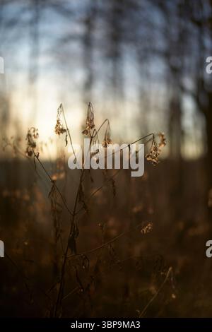 Field plants against a blurred background in an English park Stock ...