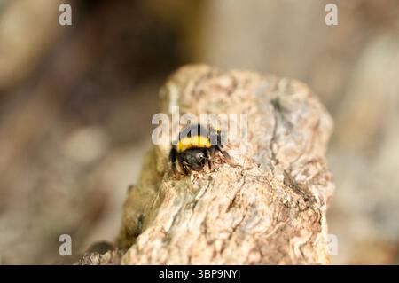 Bumblebee on a tree. Photo of the bumblebee Marco Stock Photo - Alamy