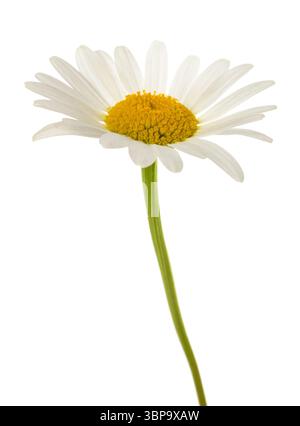 Ox-eye daisy, oxeye daisy, dog daisy, marguerite, white and yellow wild ...
