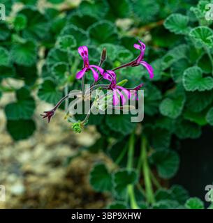 Cape geranium, Pelargonium reniforme, also known as Umckaloabo, is a ...