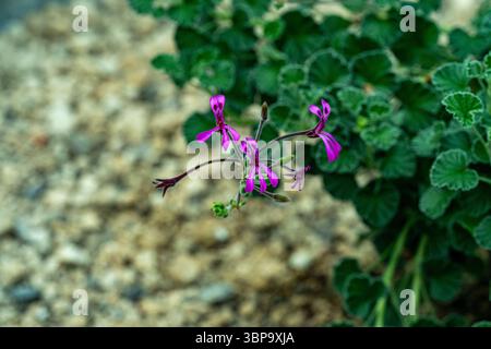 Cape geranium, Pelargonium reniforme, also known as Umckaloabo, is a ...