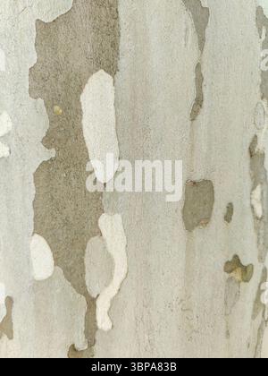 The sycamore texture tree bark. Selective focus Stock Photo - Alamy