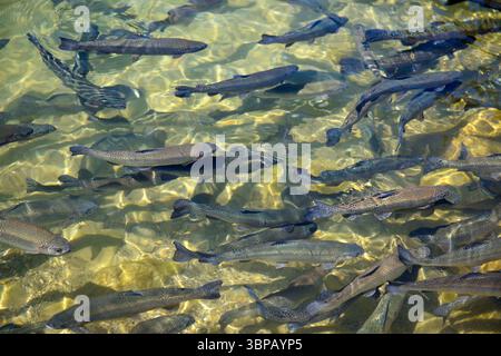 A flock of lake trout in the pond Mezhyhiria near Kiev Stock Photo - Alamy