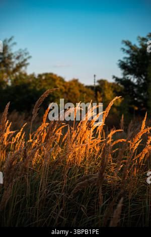 Golden grass seed heads swaying in natural meadow landscape Stock Photo ...