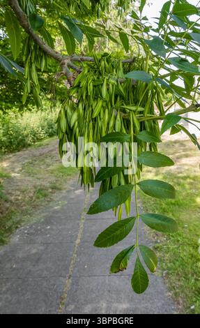 Seeds or fruit of an ash tree, Fraxinus excelsior, known as keys Stock ...