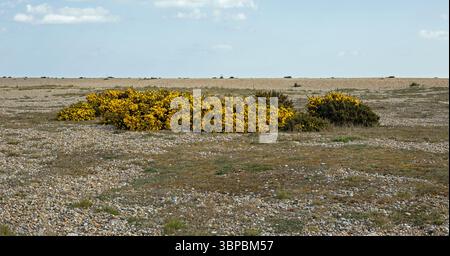 Aldeburgh, Suffolk, England, April 13th, 2025, a beautiful flat coastal ...