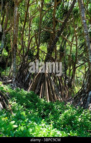 Pandanus tectorius tree, known as Hala tree in Hawaiian language, with ...
