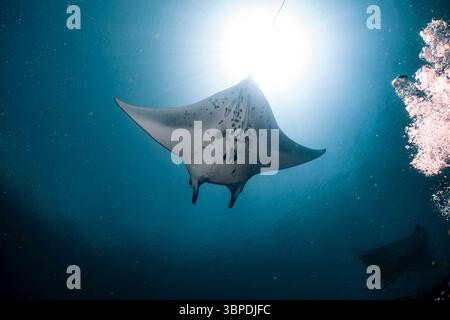 A giant manta ray gracefully spreads wings and glides over diver in ...