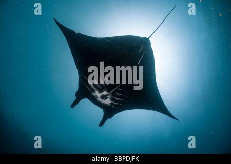 A giant manta ray gracefully spreads wings and glides over diver in ...