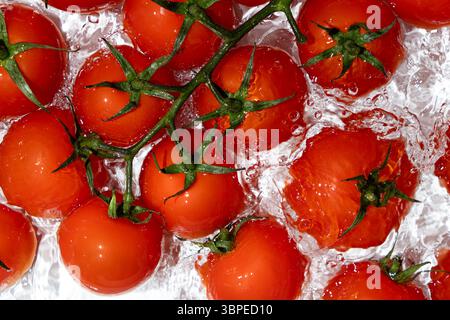 Many tomatoes splashing in water. Panoramic side view on white ...