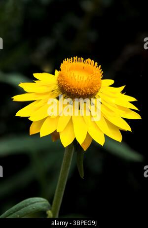 Golden everlasting flower Stock Photo - Alamy