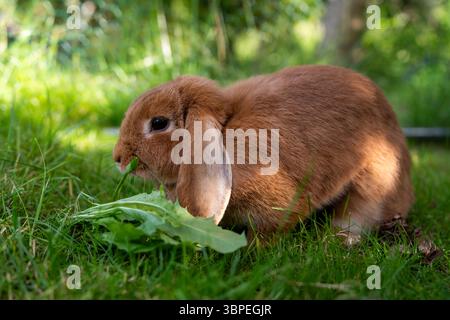 Closeup of an adorable rabbit resting on the ground Stock Photo - Alamy
