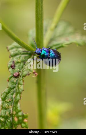 Macro of green metallic beetle crawling on tree bark, highlighting ...