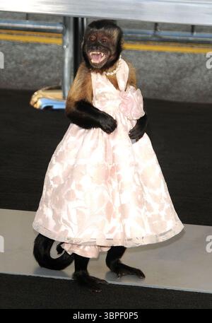 Crystal the monkey at The Hangover Part II premiere in Los Angeles, CA ...