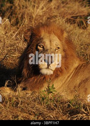 The African lion is the apex predator of the continent. With the ...