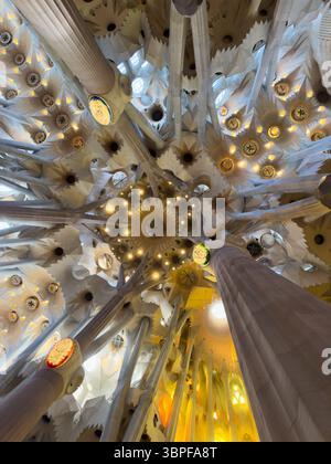 Columns that branch out like trees and vault of the Sagrada Familia ...