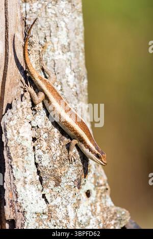 African striped skink, house skink, striped mabuye, Trachylepis striata ...