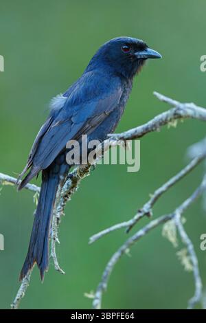 Black-backed Drongo, Dicrurus adsimilis, animals, birds, family of ...
