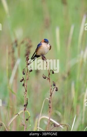 Red-rumped Swallow, Cecropis rufula, animals, bird, birds, swallow ...