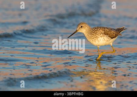 Pond Sandpiper, Tringa stagnatilis, animals, birds, waders, biotope ...