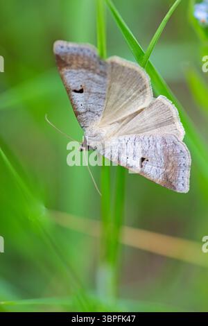 Kidney-spotted vetch moth, Lygephila pastinum, owl moth, moth ...