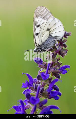 Black Apollo, Parnassius mnemosyne, family of swallowtail butterflies ...