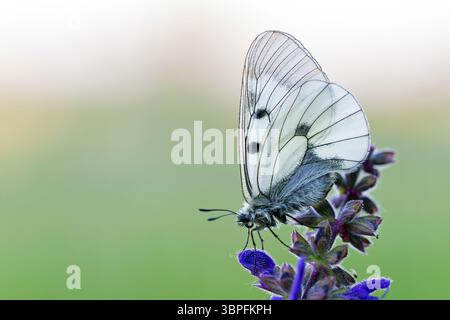Black Apollo, Parnassius mnemosyne, family of swallowtail butterflies ...