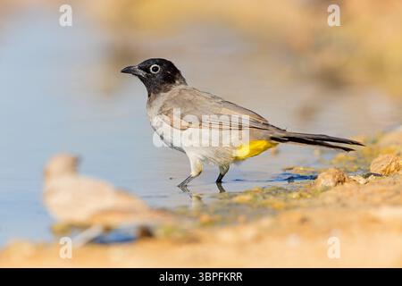 Yellow-tailed Bulbul, Pycnonotus xanthopygos, animals, birds, bulbul ...