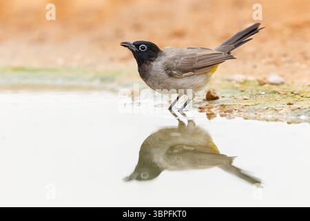 Yellow-tailed Bulbul, Pycnonotus xanthopygos, animals, birds, bulbul ...