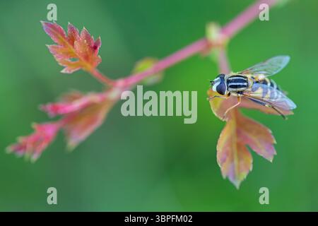 Large marsh hoverfly, Helophilus trivittatus, insects, flies, animals ...