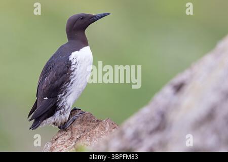 Common Guillemot, Uria aalge, animals, birds, guillemots, auks ...
