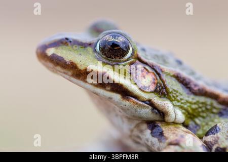 Water frog, Pelophylax spec., green frog, frogs, family of true frogs ...