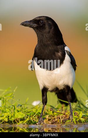 Magpie, animals, birds, corvids, Pica pica Stock Photo - Alamy