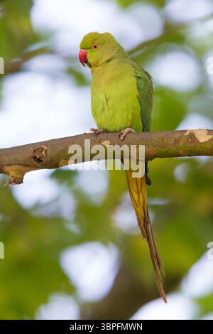 Ring-necked Parakeet, Lesser Alexandrine Parakeet, Psittacula krameri ...