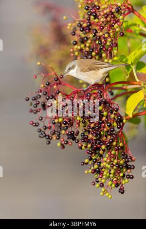 Lesser Whitethroat, Wren, Sylvia curruca, animals, birds, warbler ...