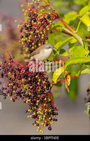Lesser Whitethroat, Wren, Sylvia curruca, animals, birds, warbler ...