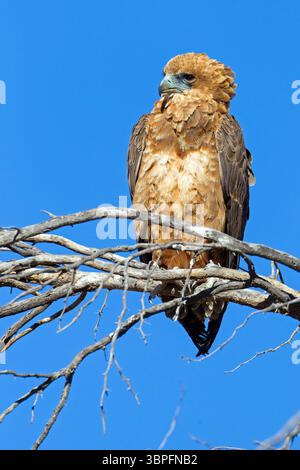 Bateleur, Terathopius ecaudatus, animals, birds, bird of prey, subfamily of snake eagles, eagle ...