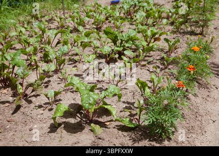 Young, sprouted beet growing in open ground flat bed into the garden ...