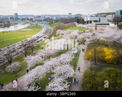 Tree-lined riverbank contrasting urban architecture in a tranquil ...