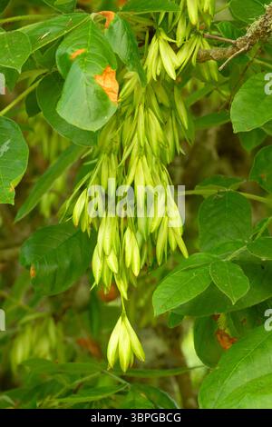 Oregon ash (Fraxinus latifolia) seeds, Willamette Mission State Park ...
